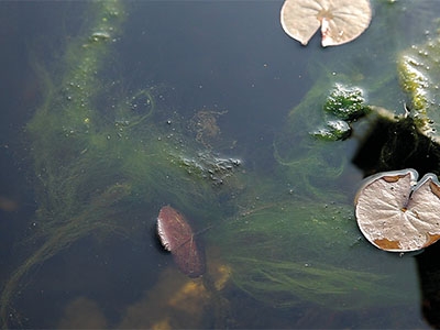 Draadalg bestrijden in je vijver - Tips & Adviezen - Toppy